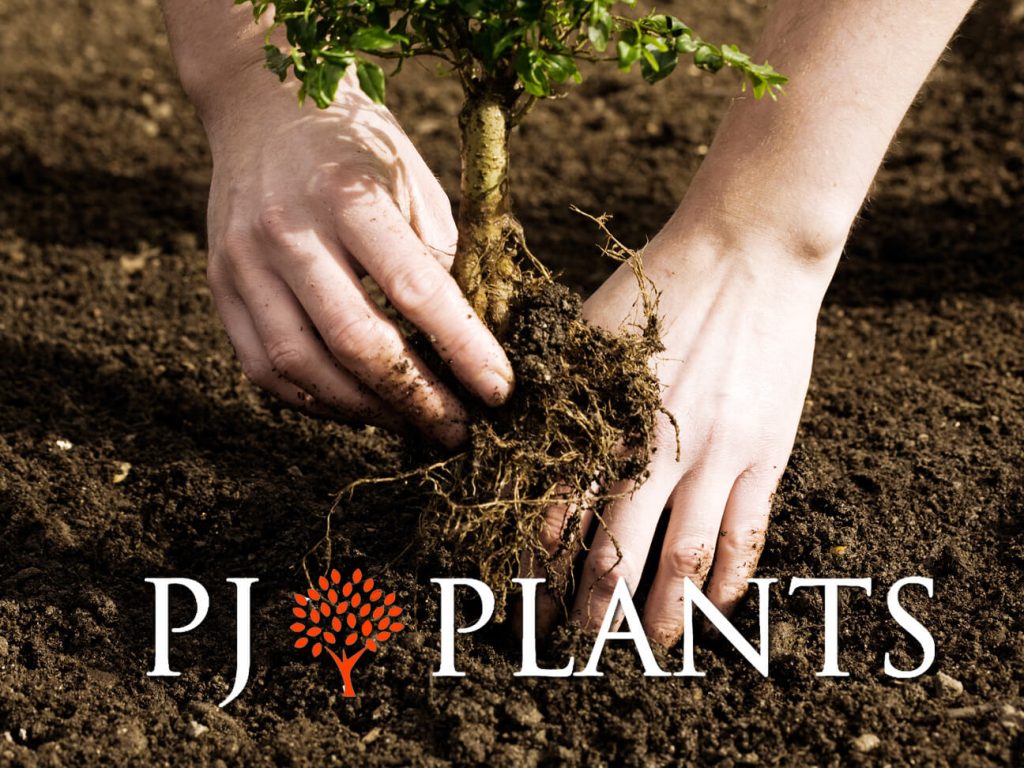 PJ PLANTS – The Textile Company